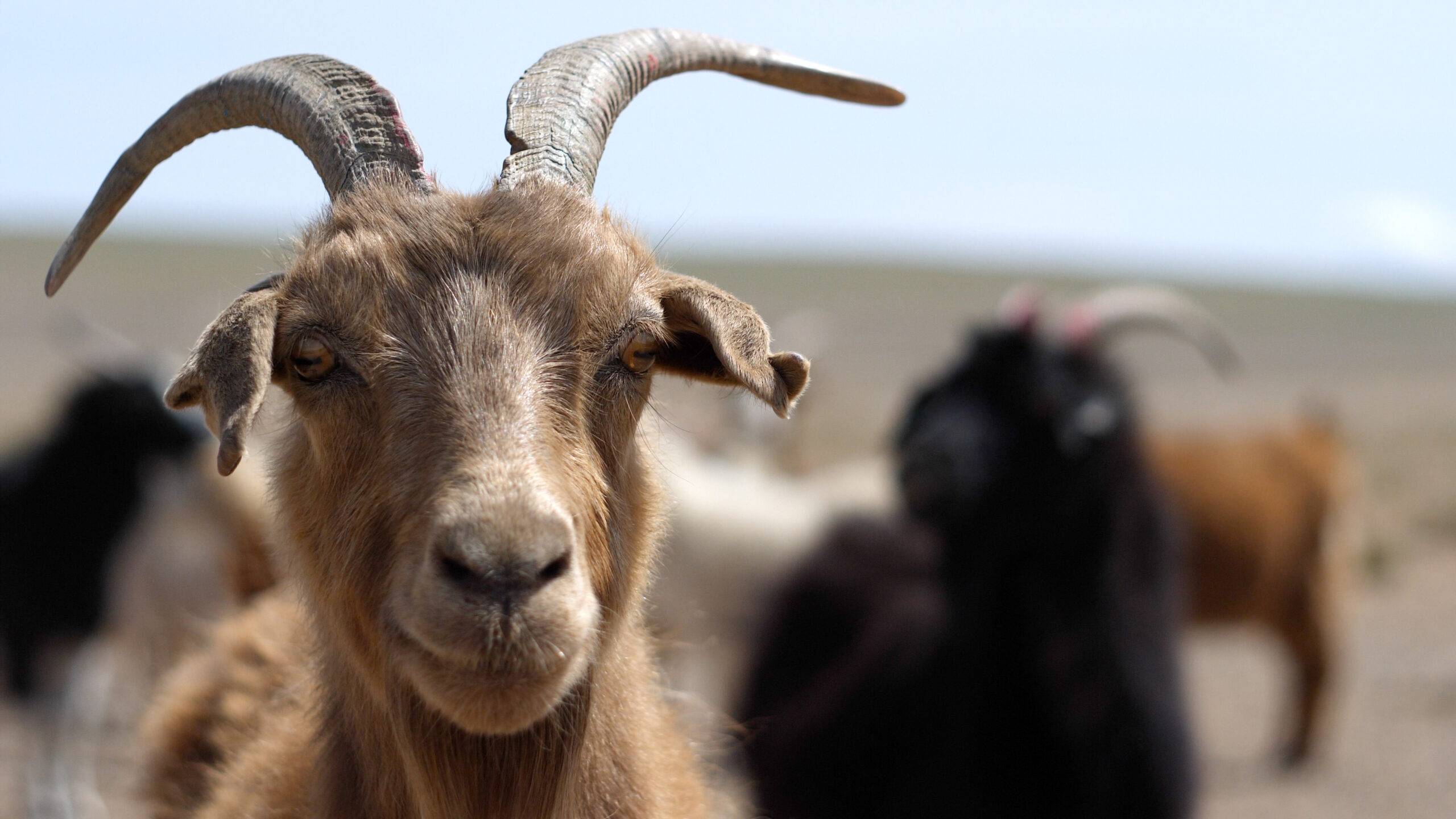 Public Consultation on SFA x ICCAW Goat Welfare Code of Practice now ...