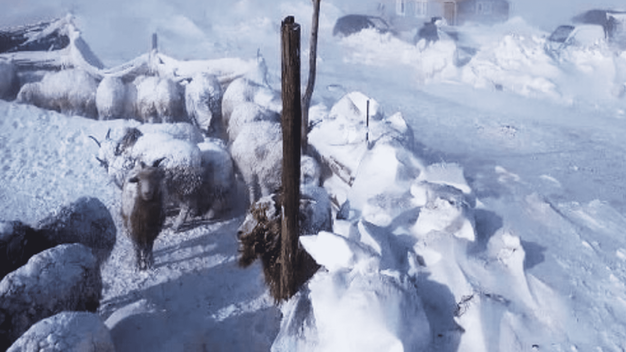 Dzud Hits Mongolia | Devastating Conditions for Livestock & Herders