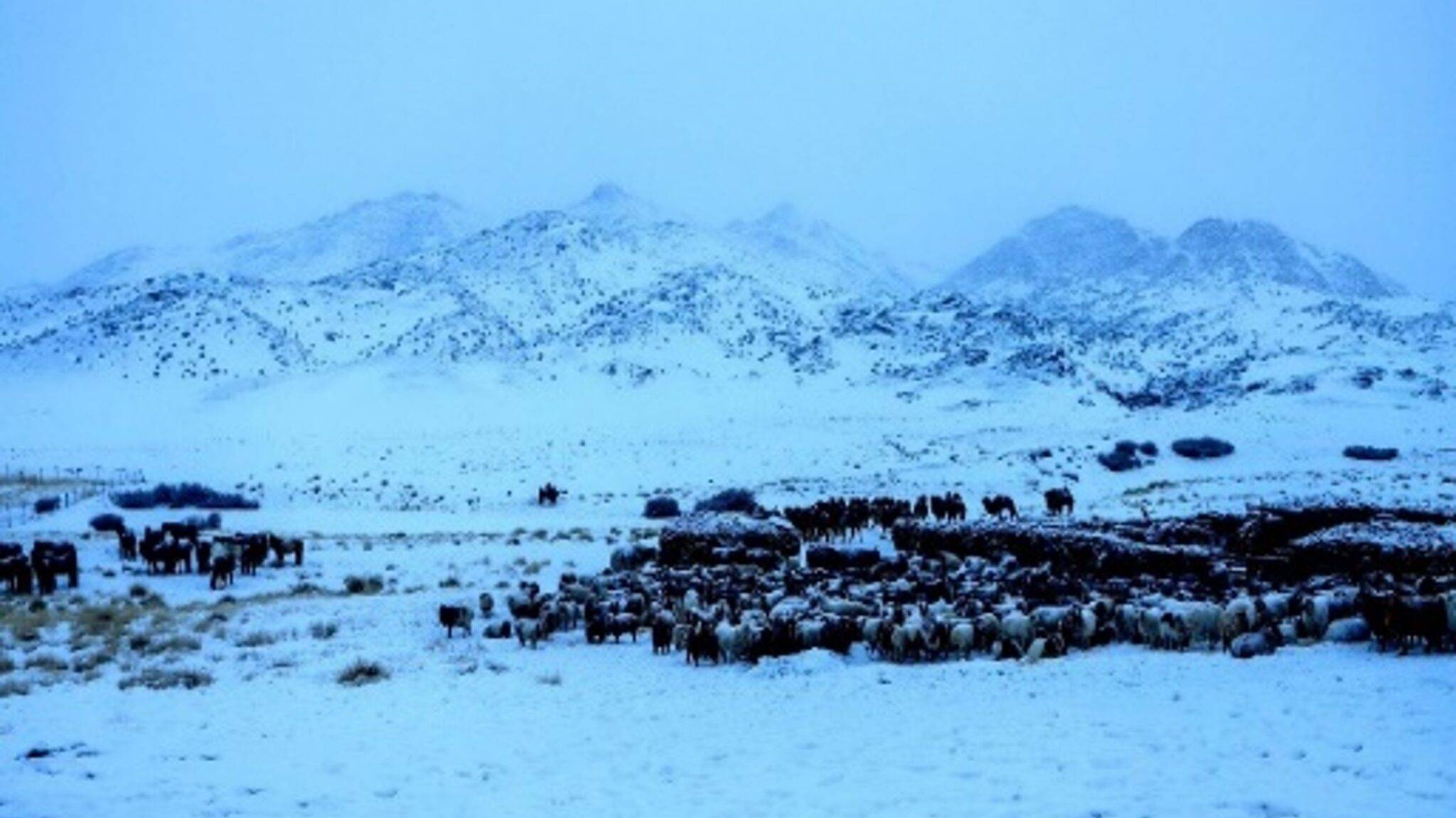 Dzud Hits Mongolia | Devastating Conditions for Livestock & Herders
